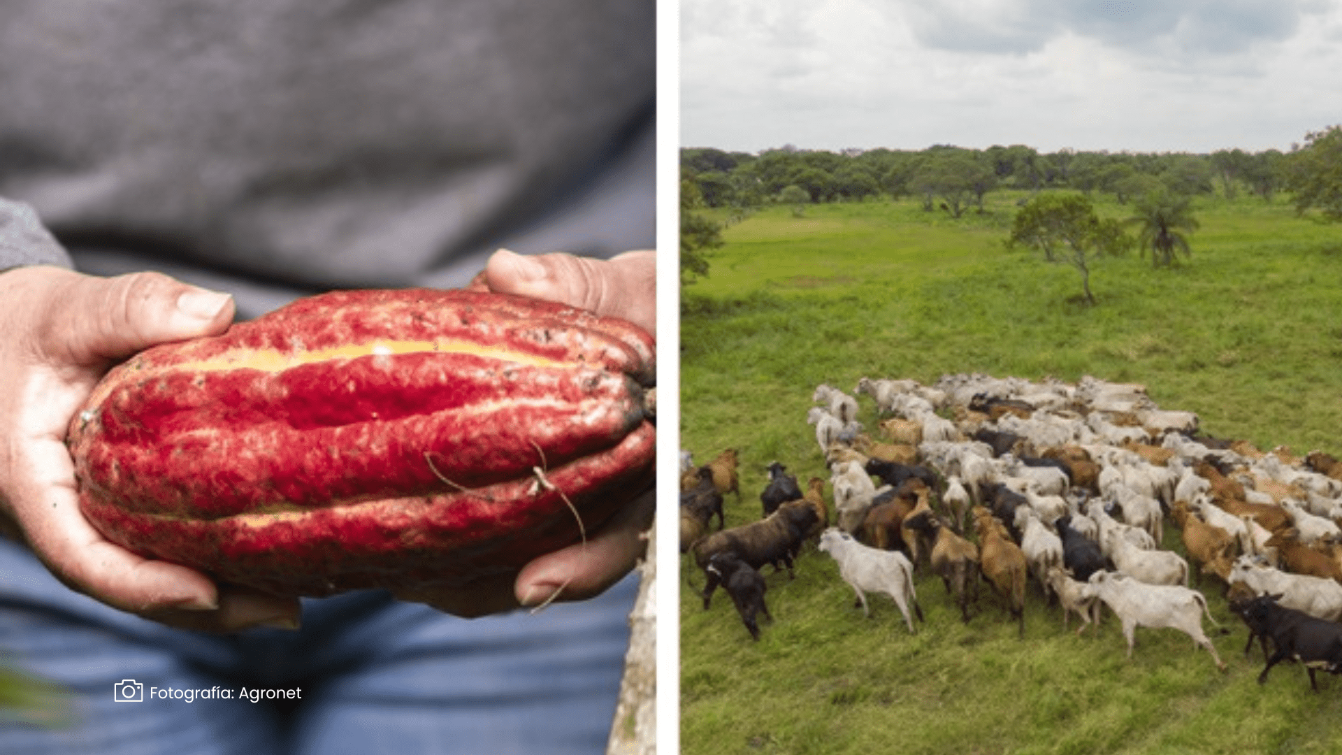 Culmina segunda fase del Proyecto Biocarbono Orinoquía: avances en ...