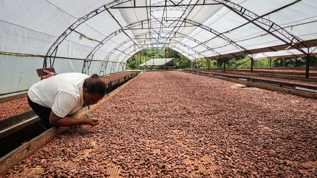 Meta realizará Mesa Agroexportadora de Cacao con enfoque en exportación y competitividad ...