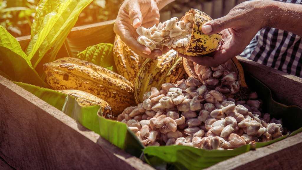 La Carmenta Negra, una amenaza latente para el cacao colombiano ...